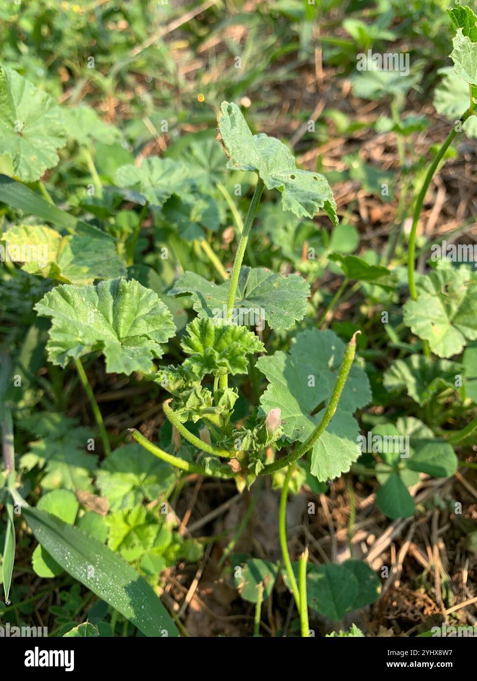 dwarf mallow (Malva neglecta Stock Photo - Alamy