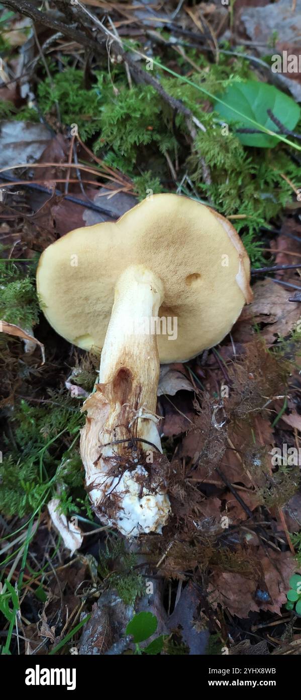 Slippery Jacks (Suillus Stock Photo - Alamy