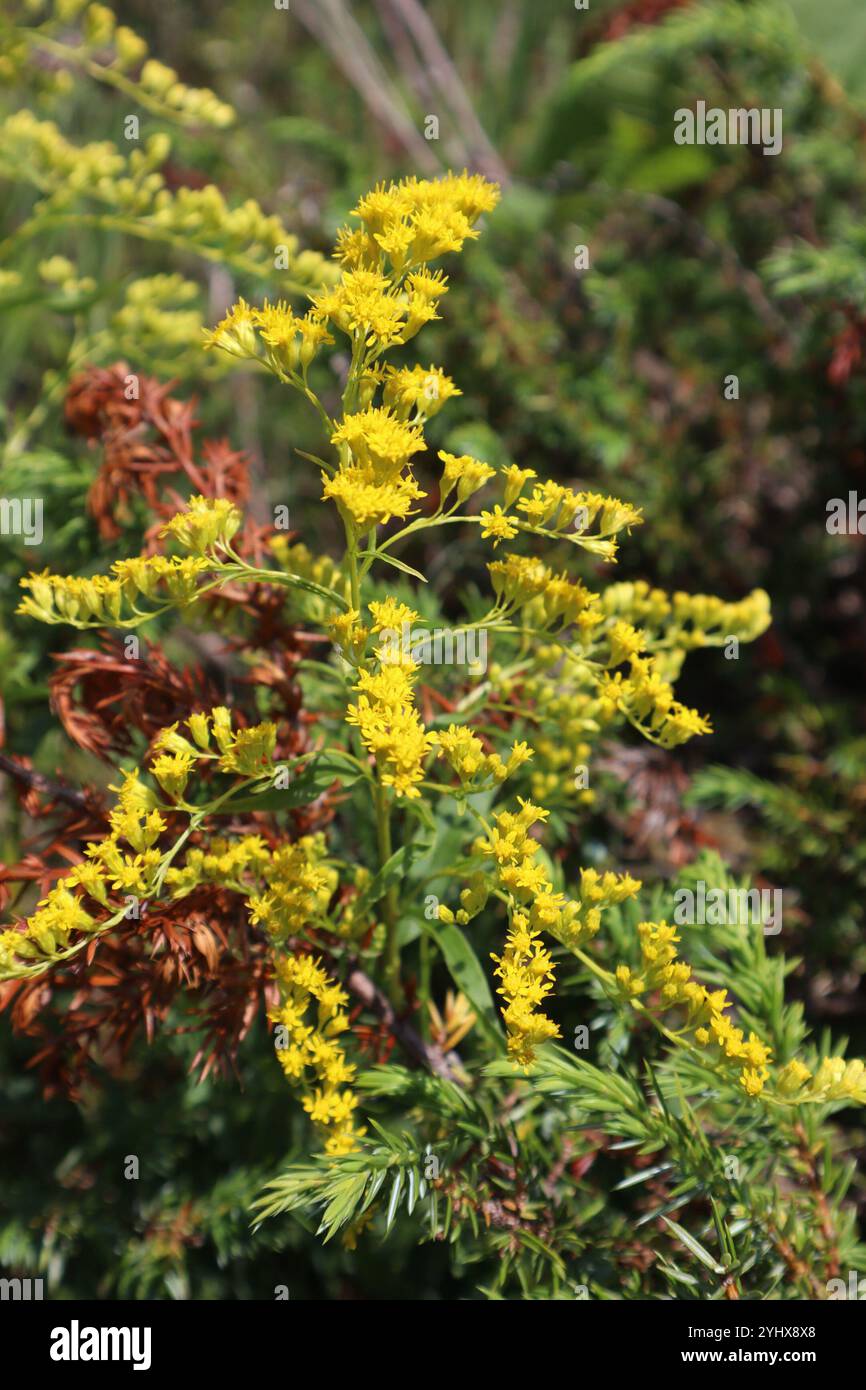 early goldenrod (Solidago juncea Stock Photo - Alamy