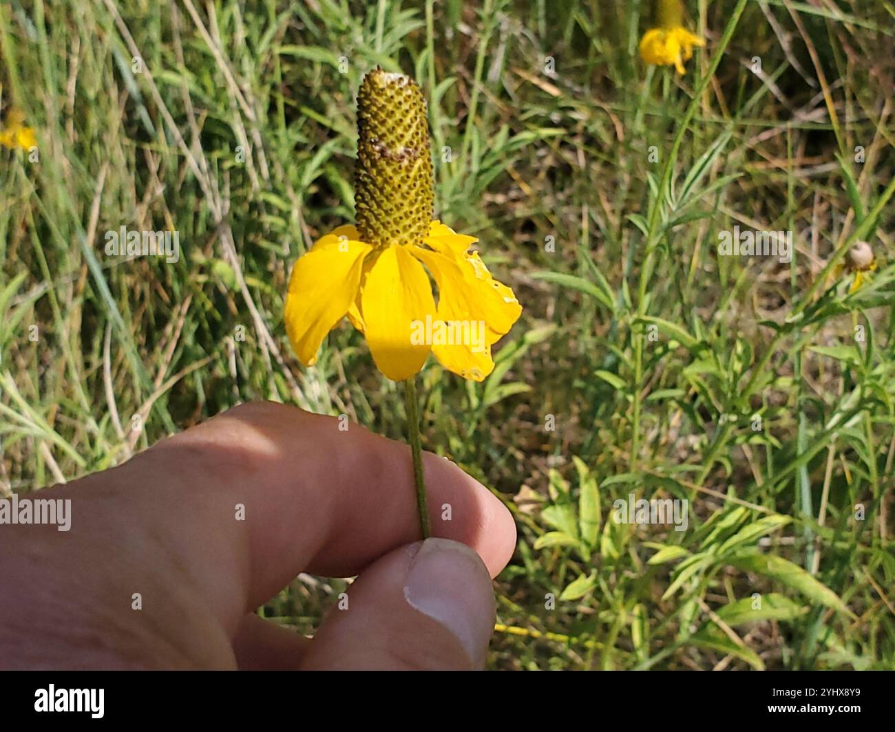 upright prairie coneflower (Ratibida columnifera Stock Photo - Alamy