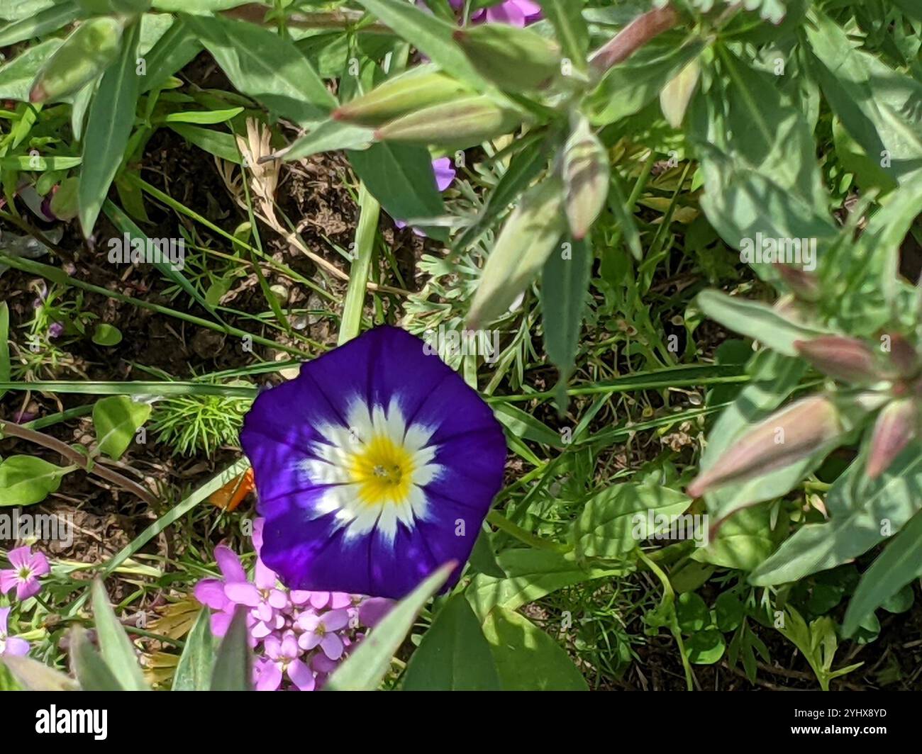Dwarf Morning-glory (Convolvulus tricolor Stock Photo - Alamy