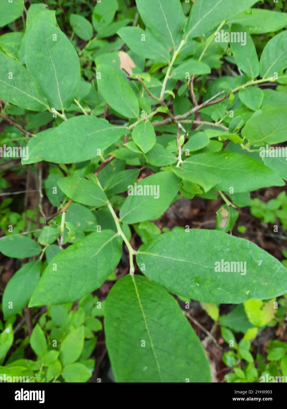Deerberry hi-res stock photography and images - Alamy