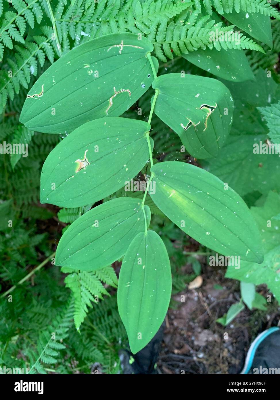 white twisted-stalk (Streptopus amplexifolius Stock Photo - Alamy