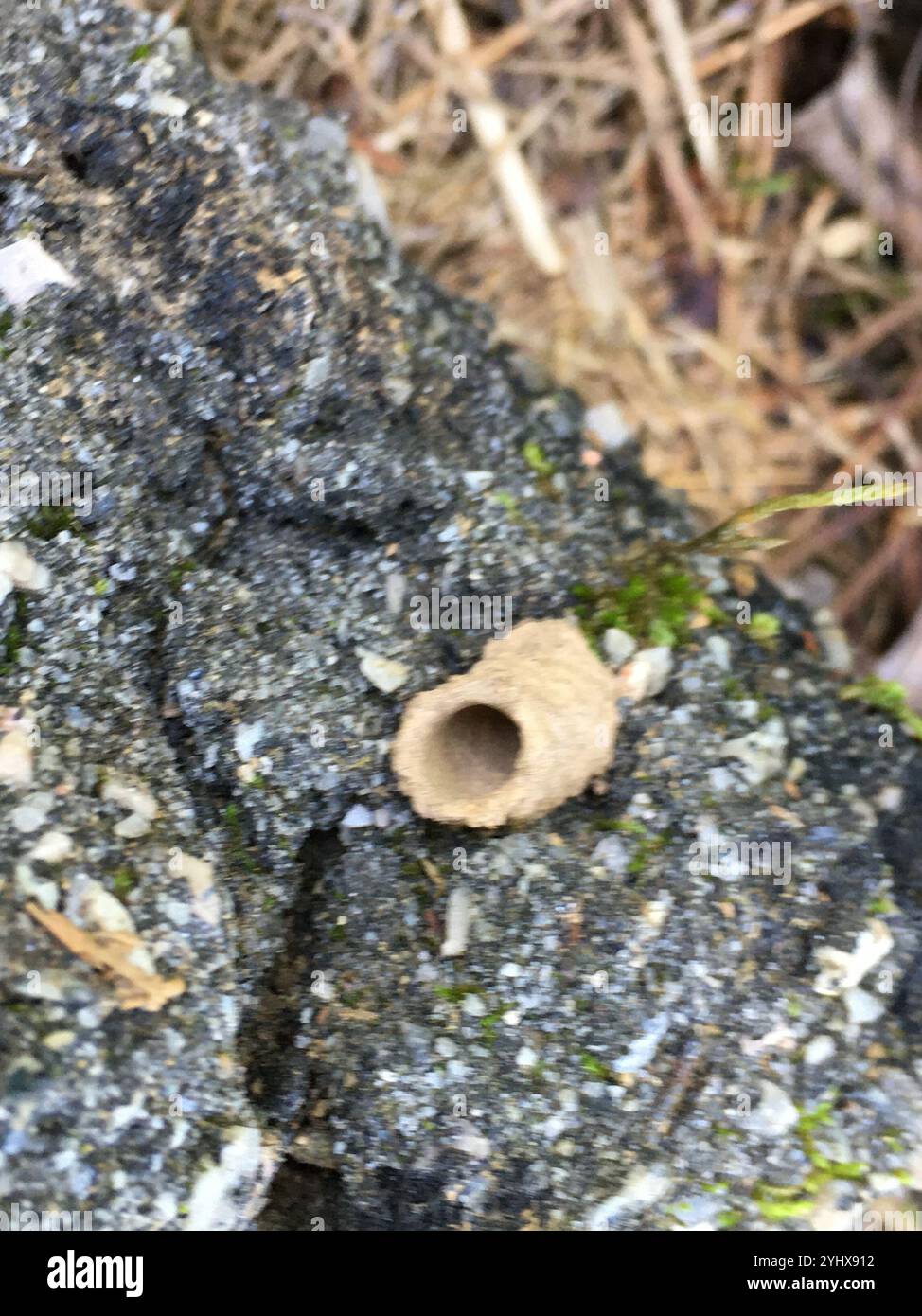 Bees and Apoid Wasps (Apoidea Stock Photo - Alamy