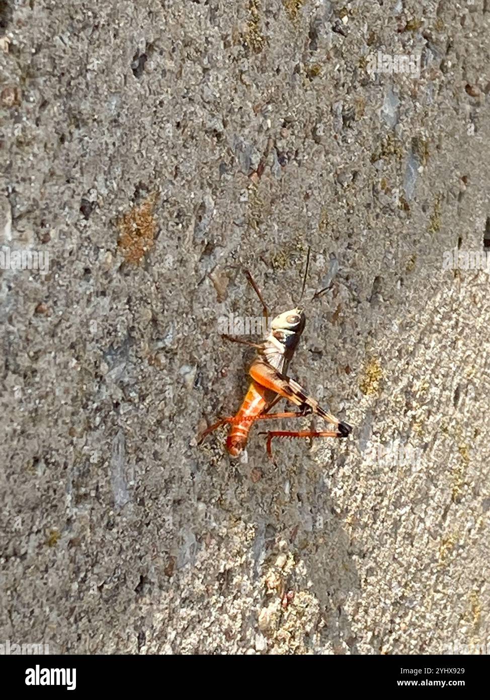 Short-winged Boopie (Boopedon auriventris Stock Photo - Alamy