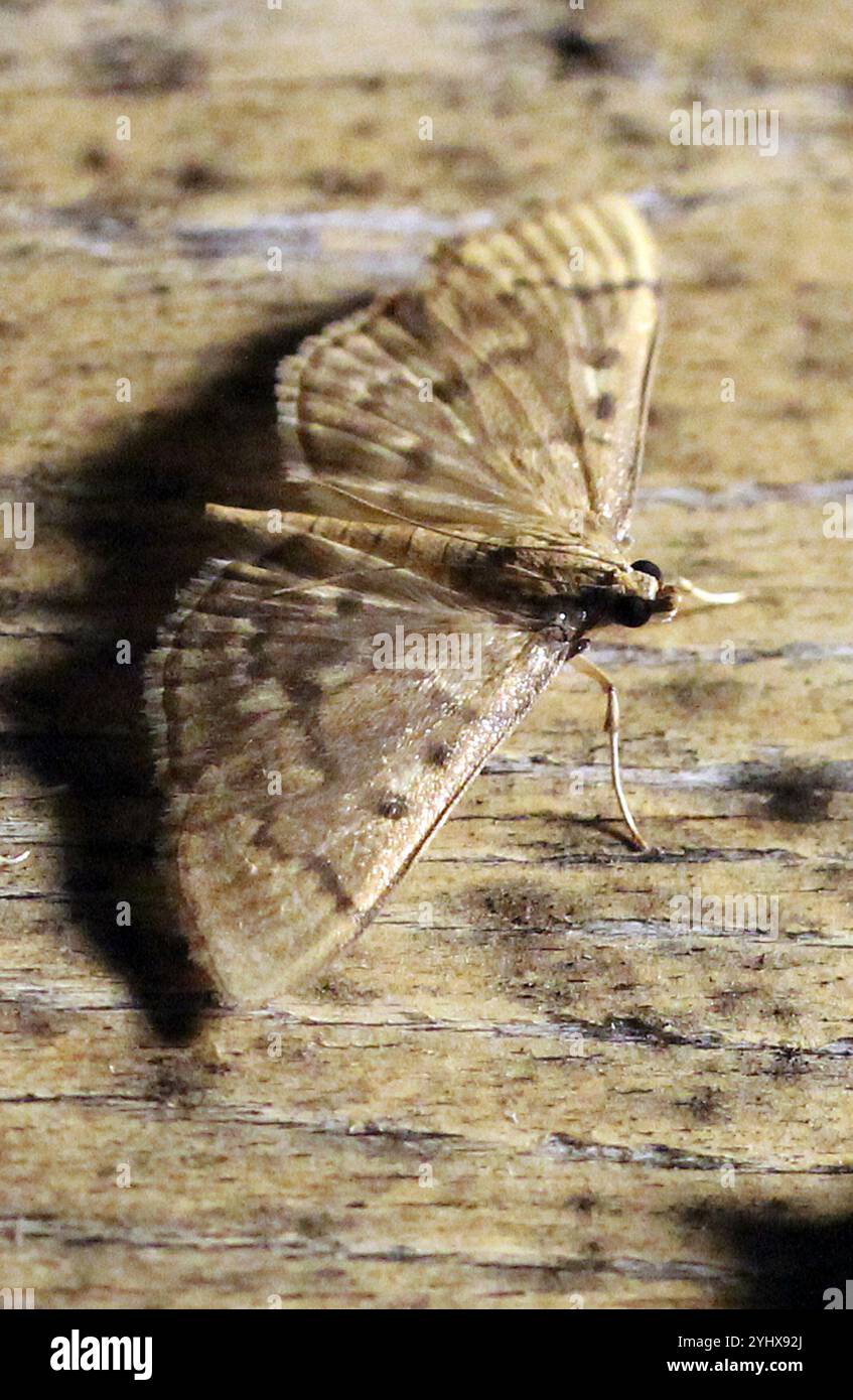 Serpentine Webworm Moth (Herpetogramma aeglealis Stock Photo - Alamy