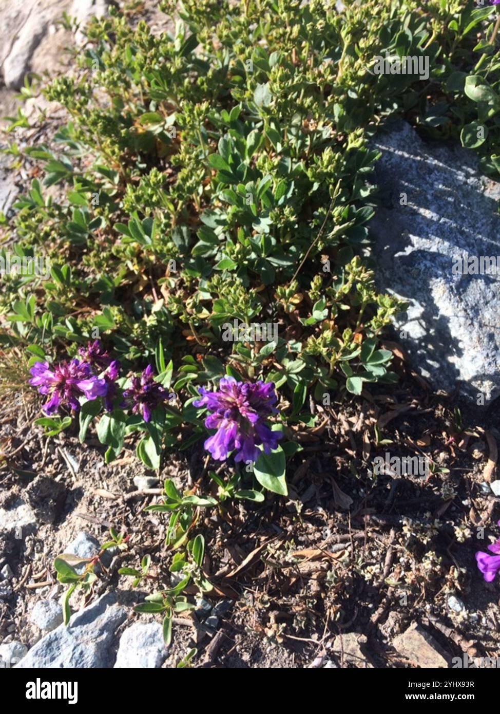 Small-flower Beardtongue (Penstemon procerus Stock Photo - Alamy