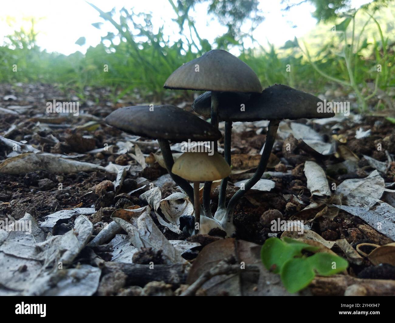 Blue Meanies (Panaeolus cyanescens Stock Photo - Alamy