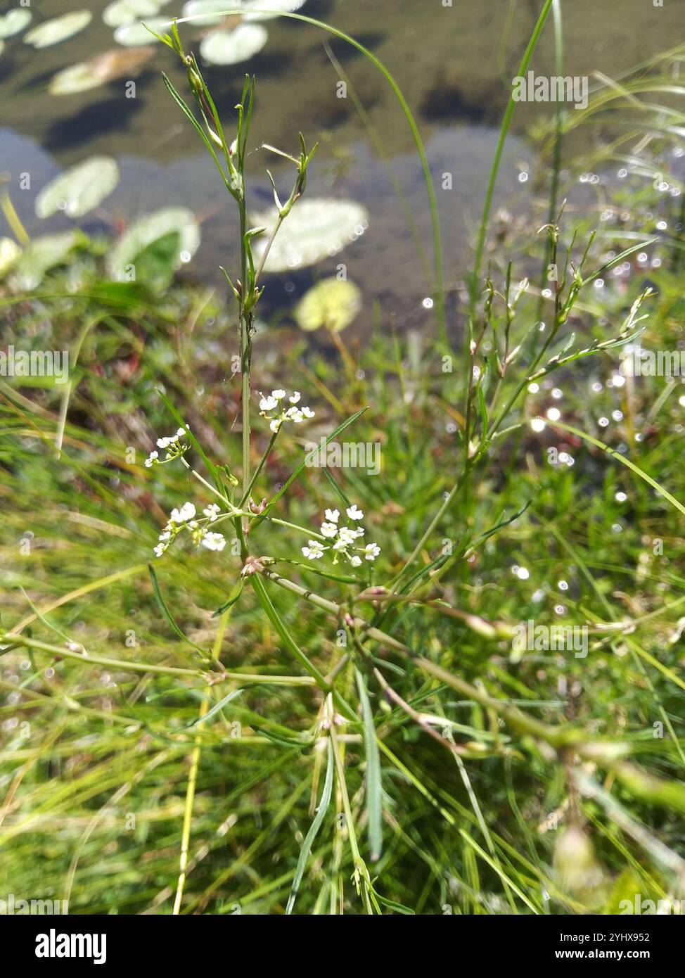 bulblet-bearing water hemlock (Cicuta bulbifera Stock Photo - Alamy