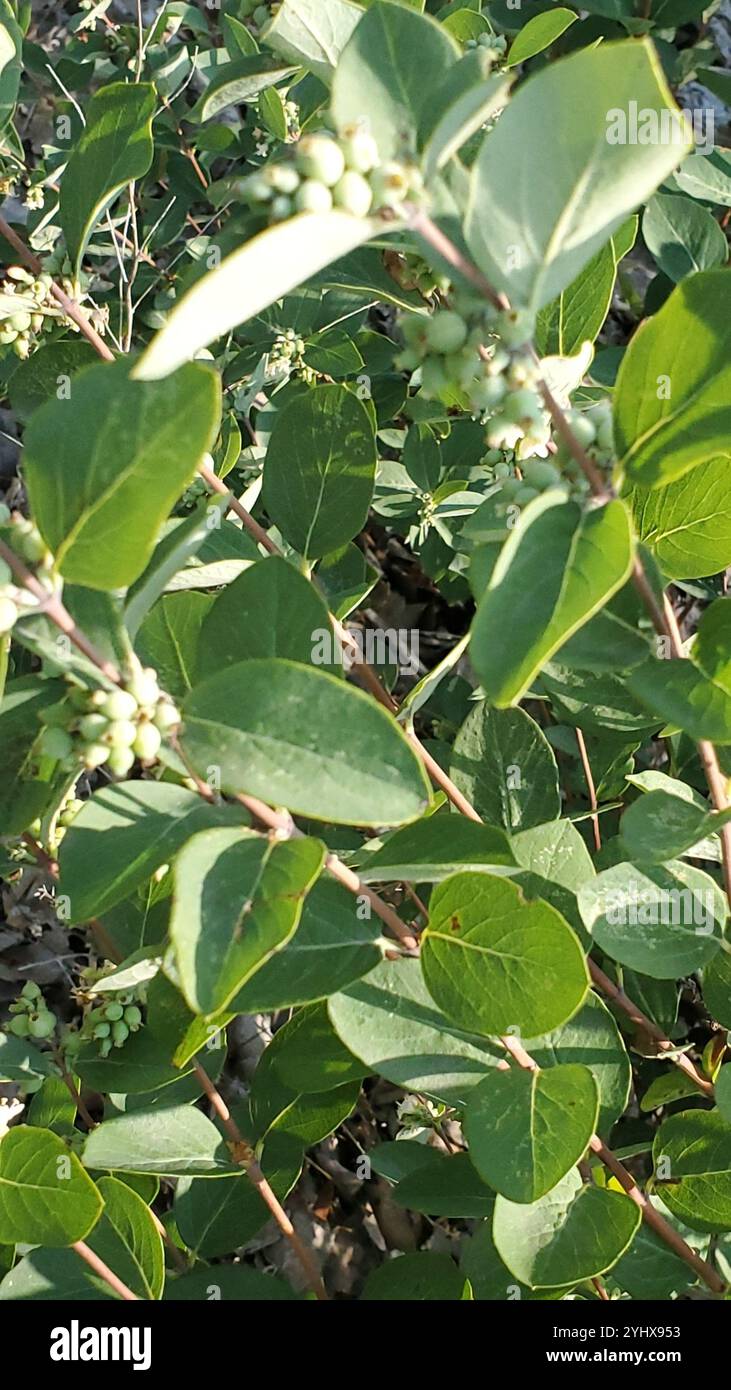 Western Snowberry (Symphoricarpos occidentalis Stock Photo - Alamy