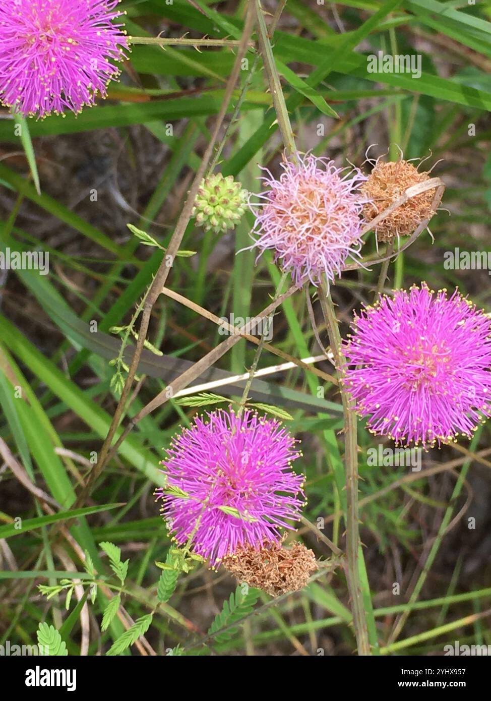 Sensitive briar hi-res stock photography and images - Alamy