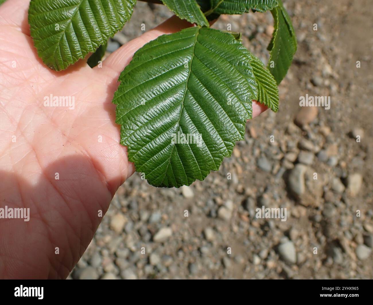 Red Alder (Alnus rubra Stock Photo - Alamy