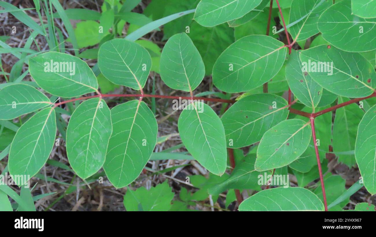spreading dogbane (Apocynum androsaemifolium Stock Photo - Alamy
