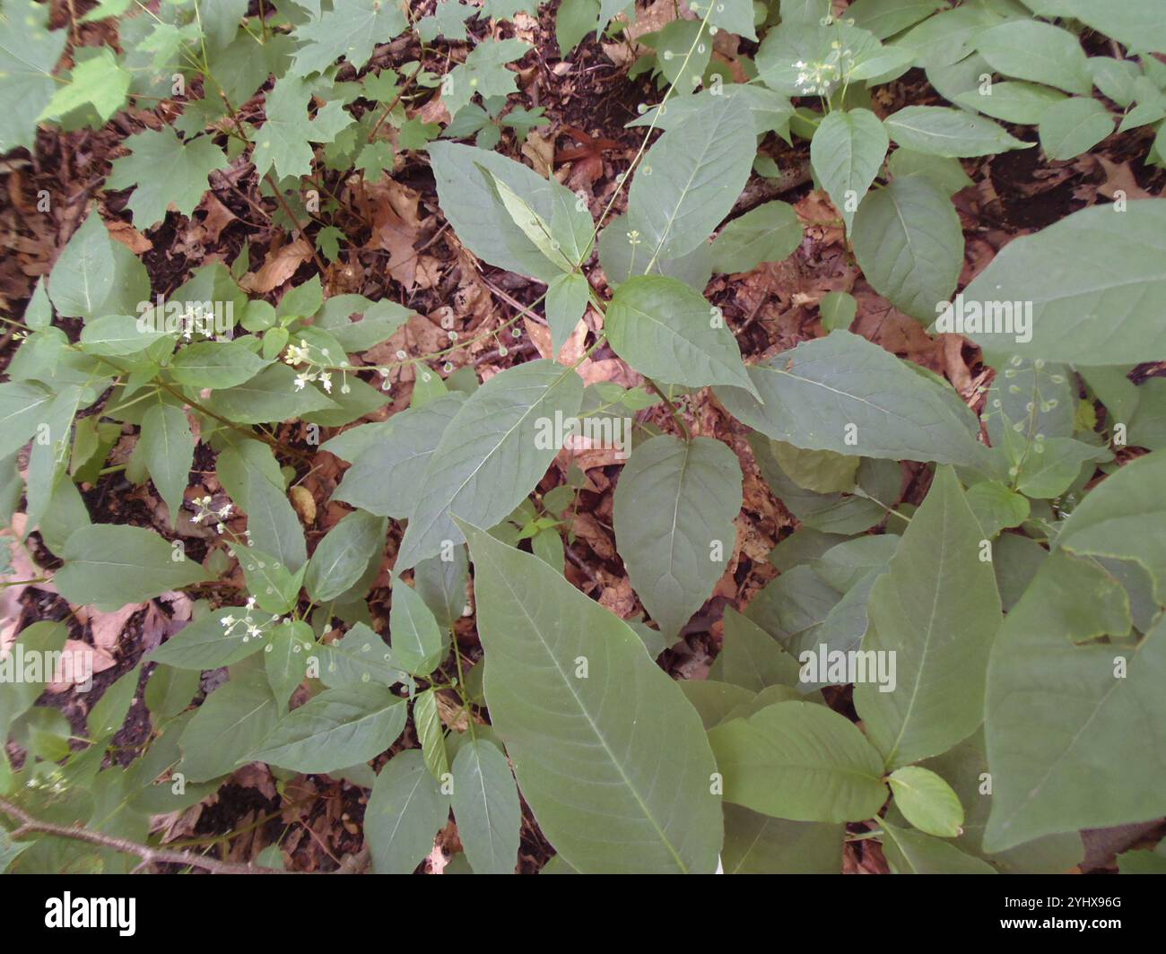 broadleaf enchanter's nightshade (Circaea canadensis Stock Photo - Alamy