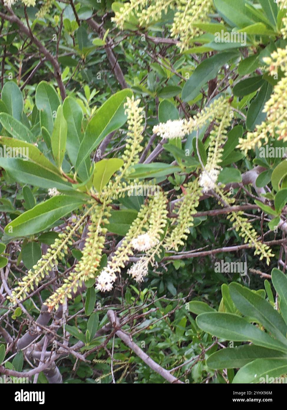Swamp titi (Cyrilla racemiflora Stock Photo - Alamy