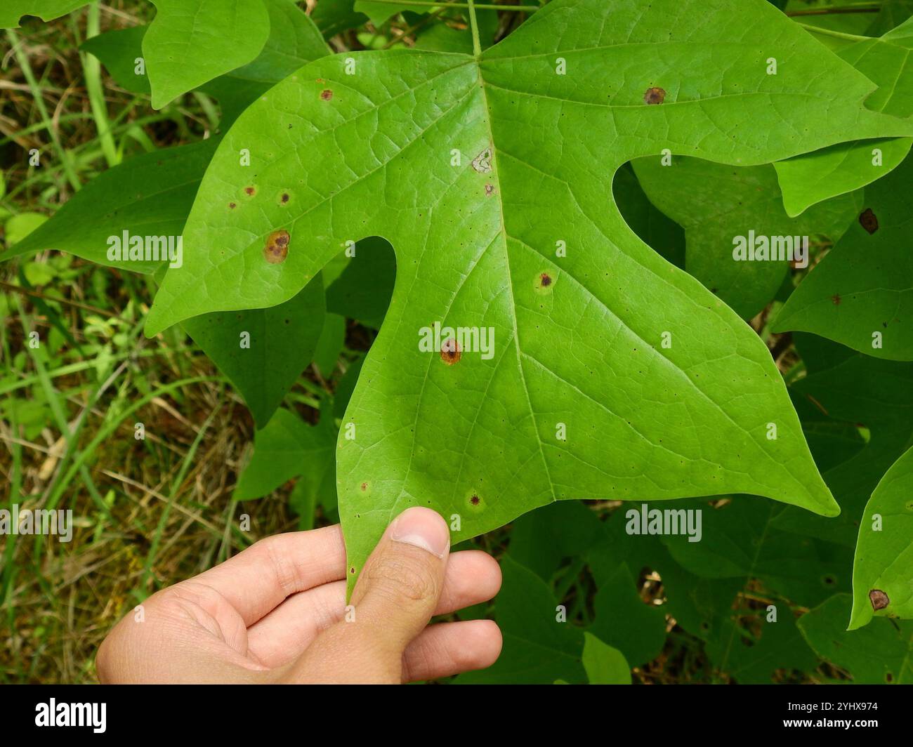 tulip tree leaf spot gall midge (Resseliella liriodendri Stock Photo ...