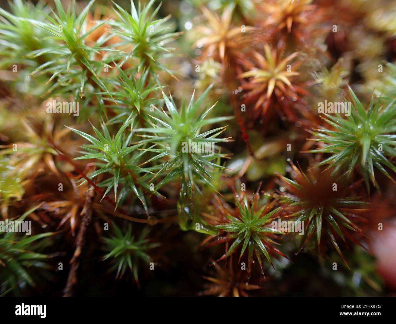 juniper haircap moss (Polytrichum juniperinum Stock Photo - Alamy