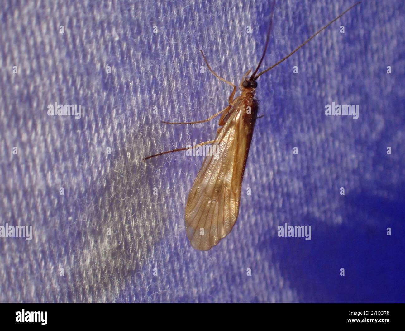Northern Caddisflies (Limnephilidae Stock Photo - Alamy