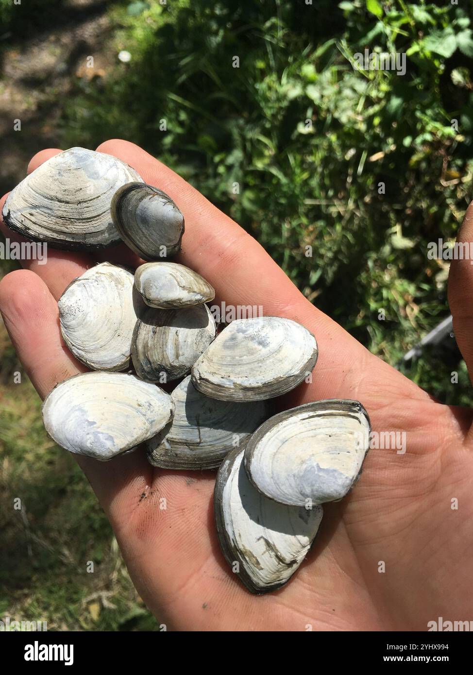 Bent-nosed Clam (Macoma nasuta Stock Photo - Alamy