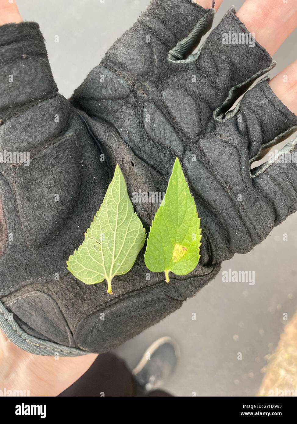 netleaf hackberry (Celtis reticulata Stock Photo - Alamy