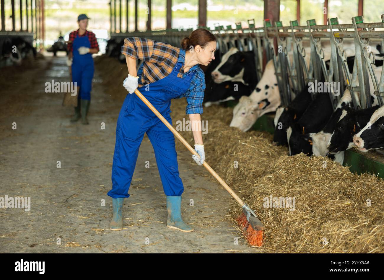 Adult woman sweeping hay in cowshed Stock Photo - Alamy