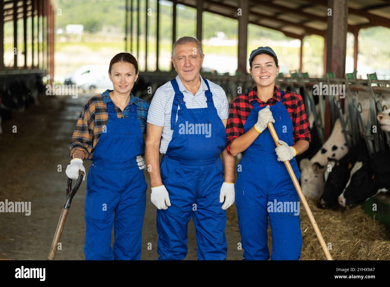 Portrait of three successful farmers at dairy farm with cows in stall ...