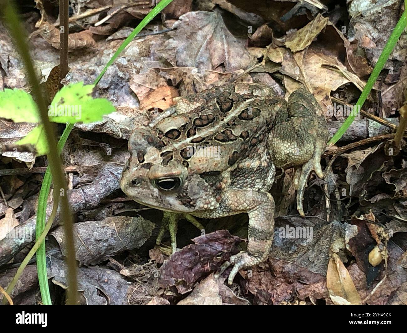 Fowler's Toad (Anaxyrus fowleri Stock Photo - Alamy