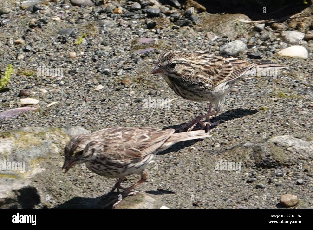 Savannah Sparrow (Passerculus sandwichensis Stock Photo - Alamy
