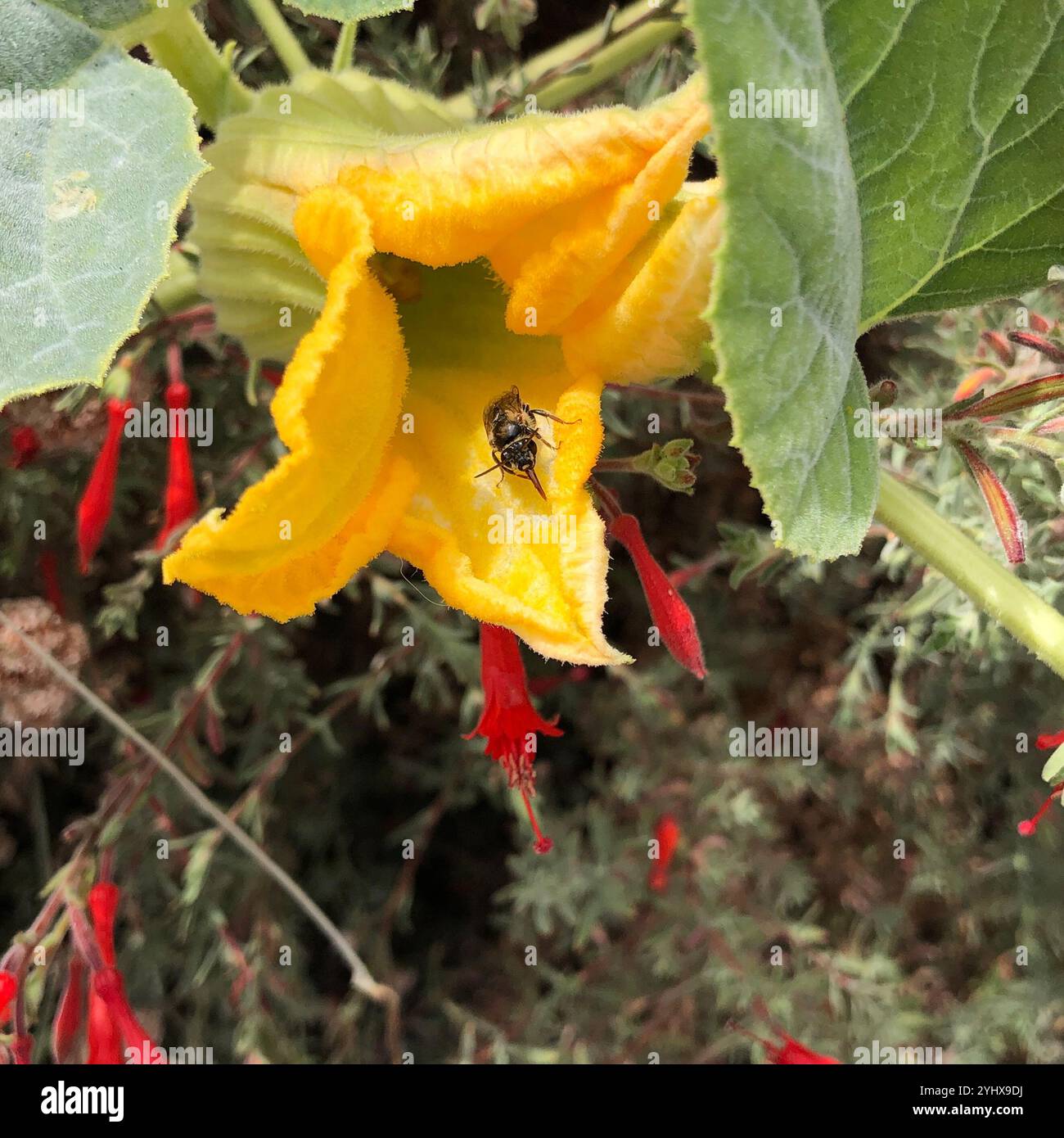 Pruinose Squash Bee (Peponapis pruinosa Stock Photo - Alamy