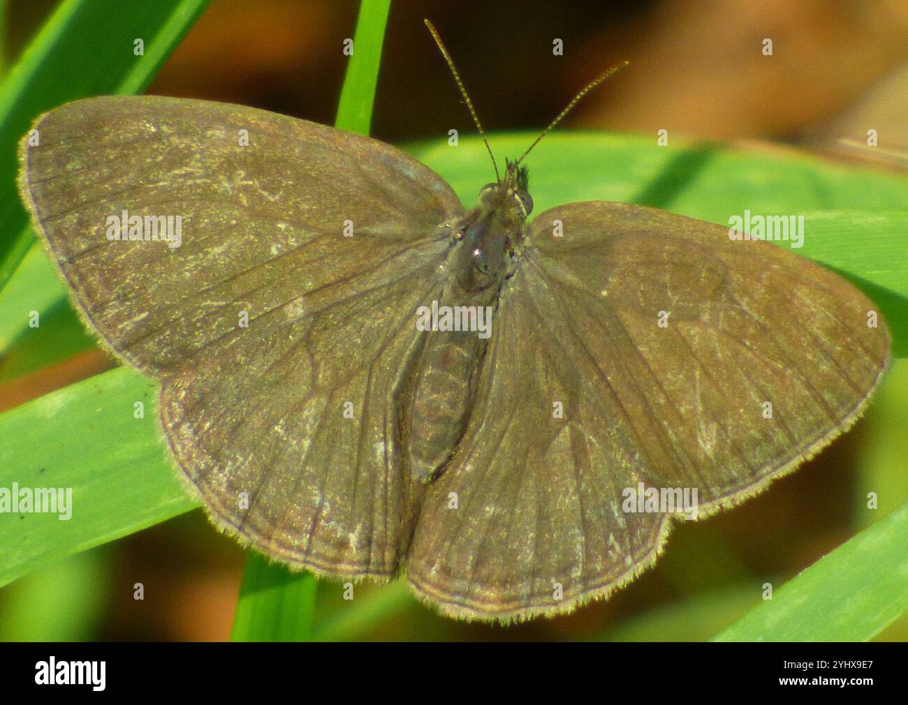 Carolina Satyr (Hermeuptychia sosybius Stock Photo - Alamy