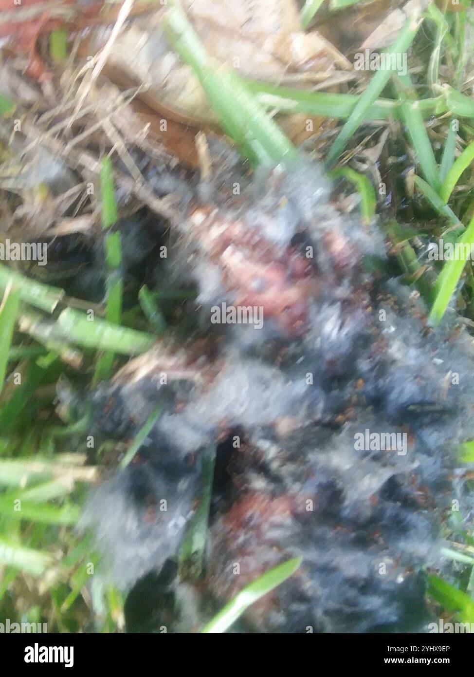 Eastern mole scalopus aquaticus hi-res stock photography and images - Alamy