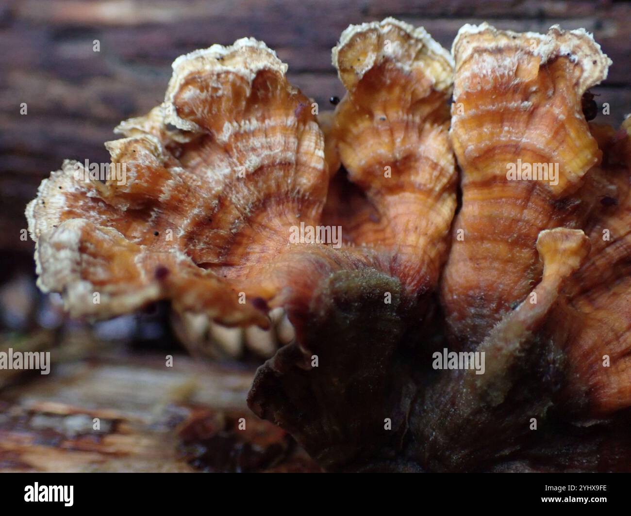 shelf fungi (Polyporales Stock Photo - Alamy