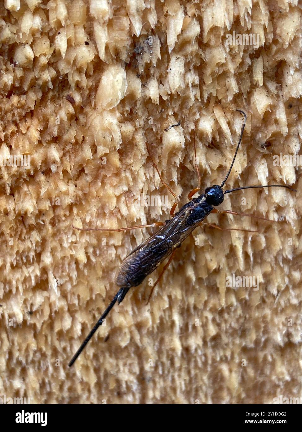 Dark-hipped Woodwasp (Xeris spectrum Stock Photo - Alamy