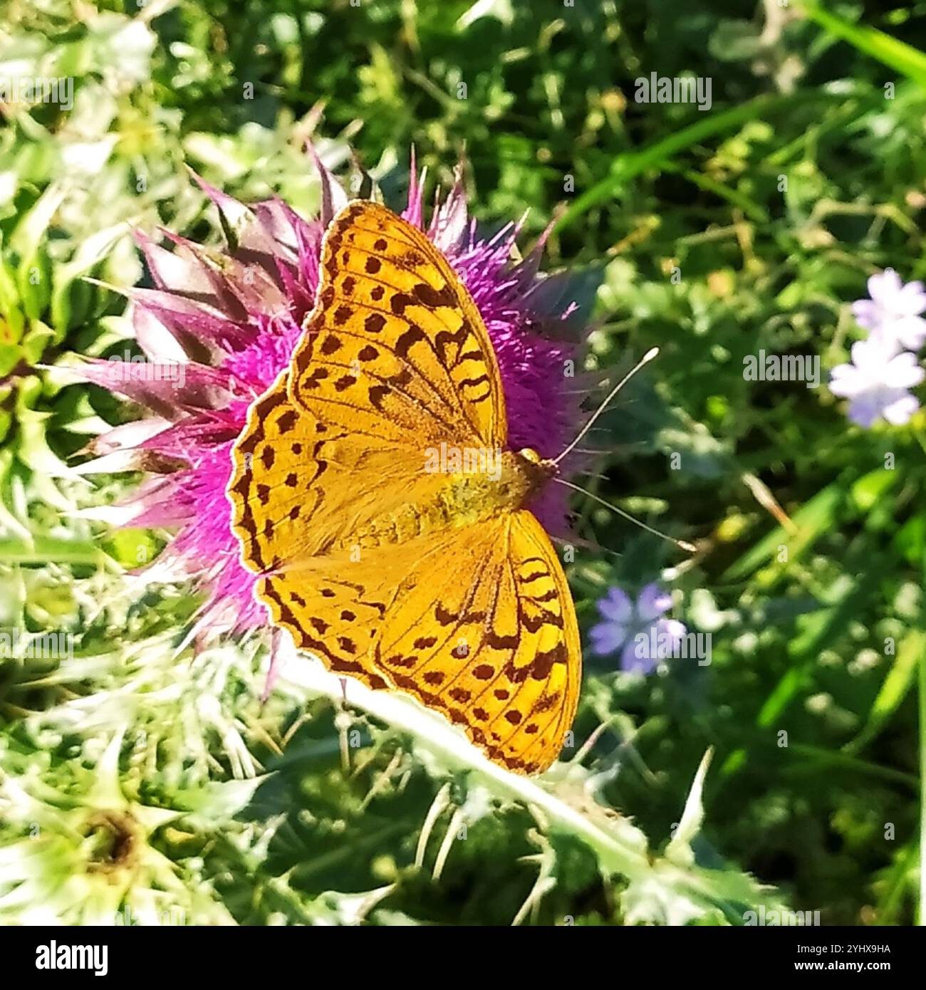 Cardinal Butterfly (Argynnis pandora Stock Photo - Alamy