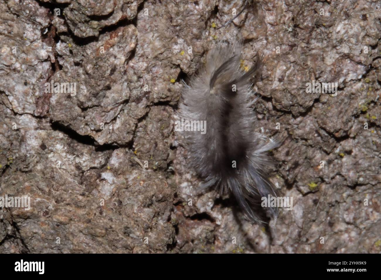 Banded Tussock Moth (Halysidota tessellaris Stock Photo - Alamy
