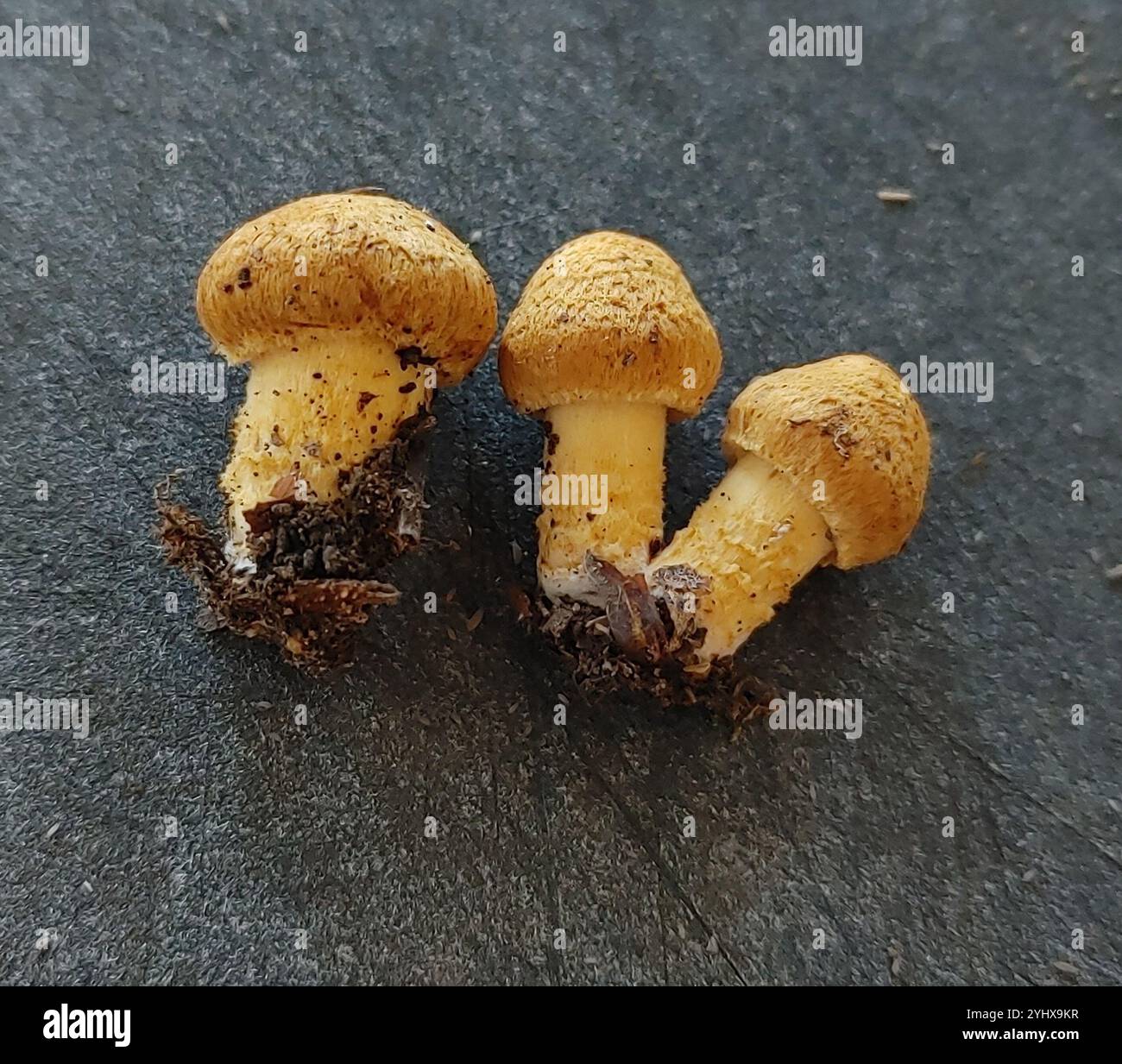 Fiber Caps (Inocybe Stock Photo - Alamy