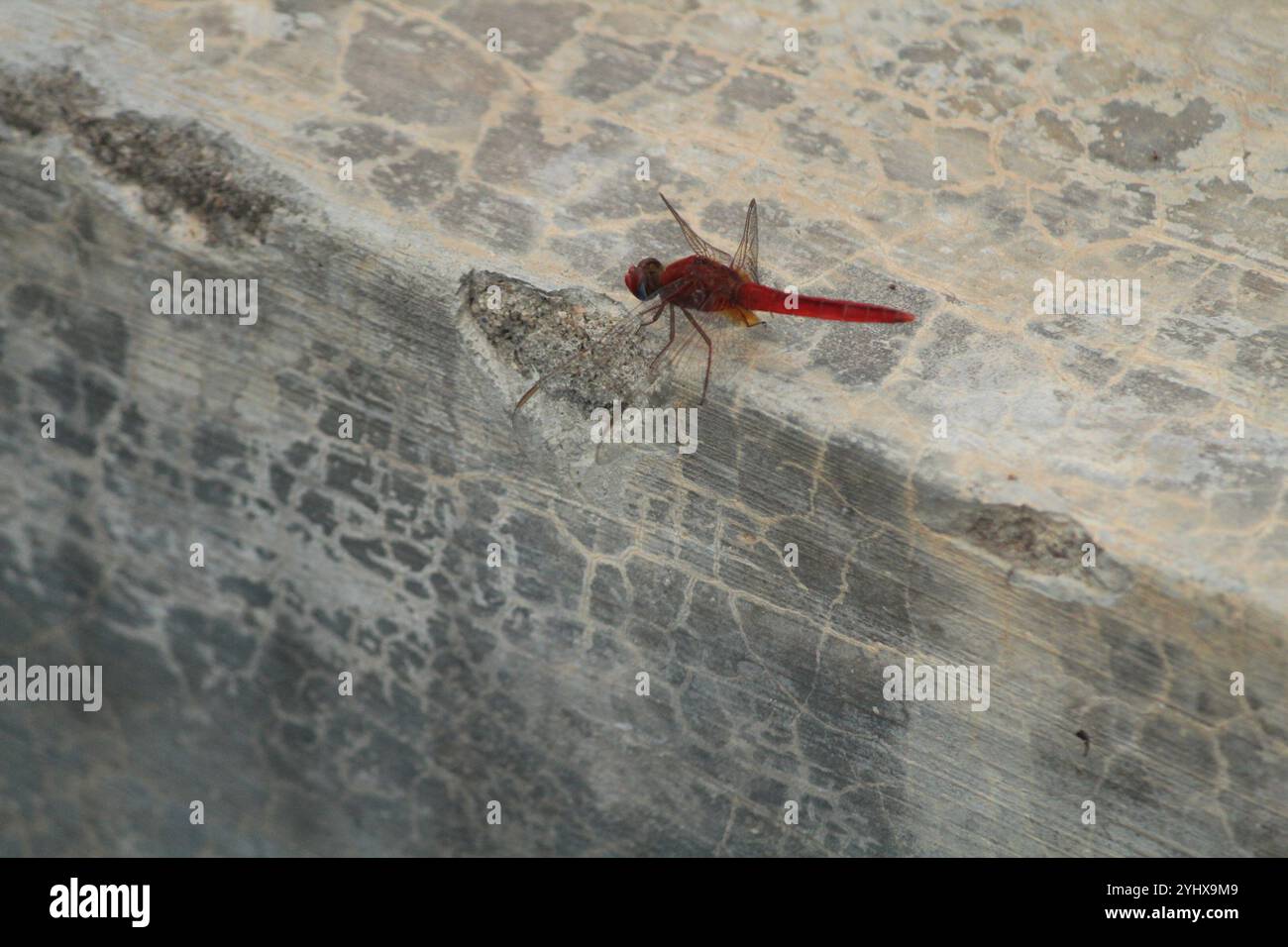 Scarlet Skimmer (Crocothemis servilia Stock Photo - Alamy