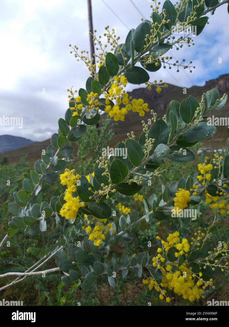 Queensland silver wattle (Acacia podalyriifolia Stock Photo - Alamy