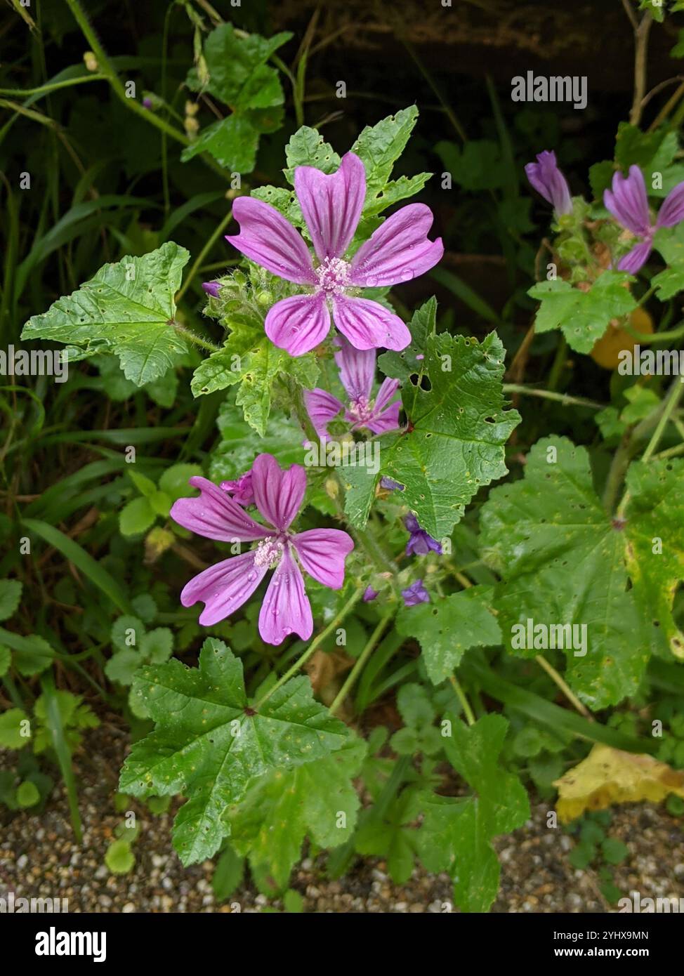 Common Mallow (Malva sylvestris Stock Photo - Alamy
