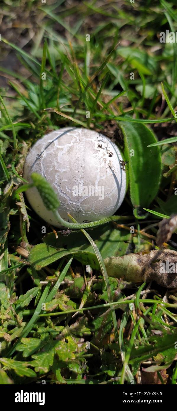 Meadow Puffball (Lycoperdon pratense Stock Photo - Alamy