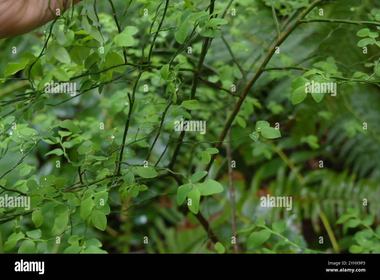 Red Huckleberry (Vaccinium parvifolium Stock Photo - Alamy