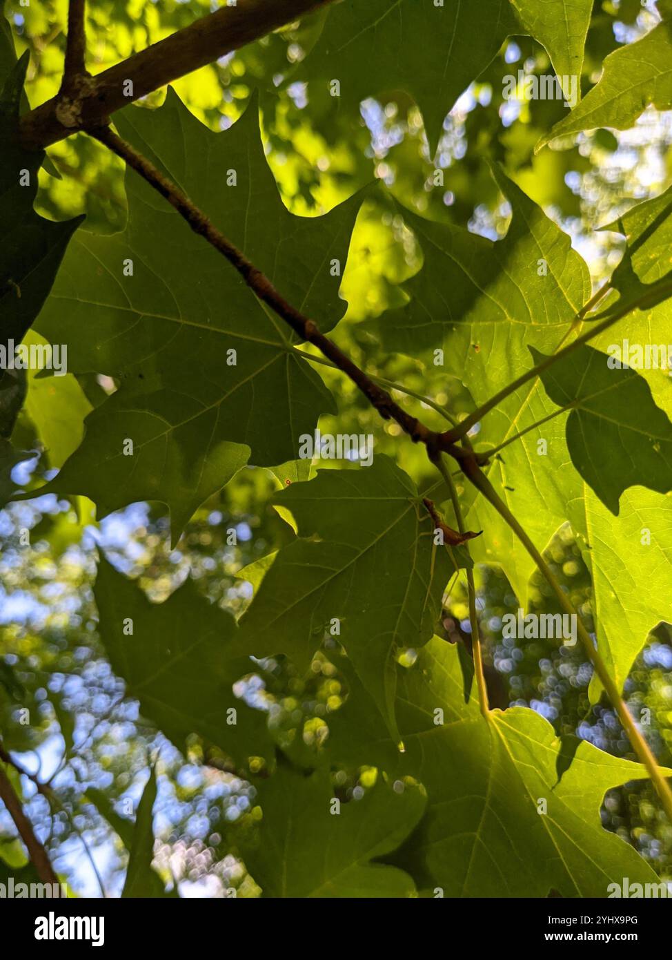 Two-spotted Tree Cricket (Neoxabea bipunctata Stock Photo - Alamy