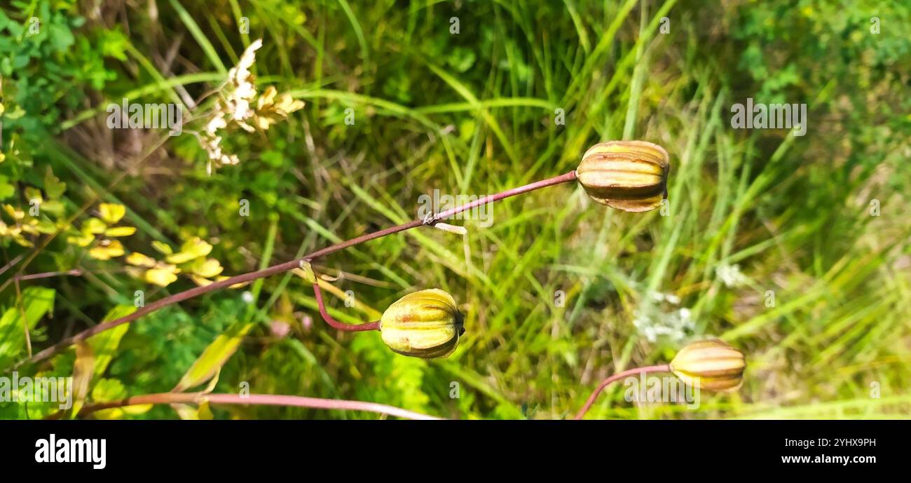 Lilium pilosiusculum hi-res stock photography and images - Alamy
