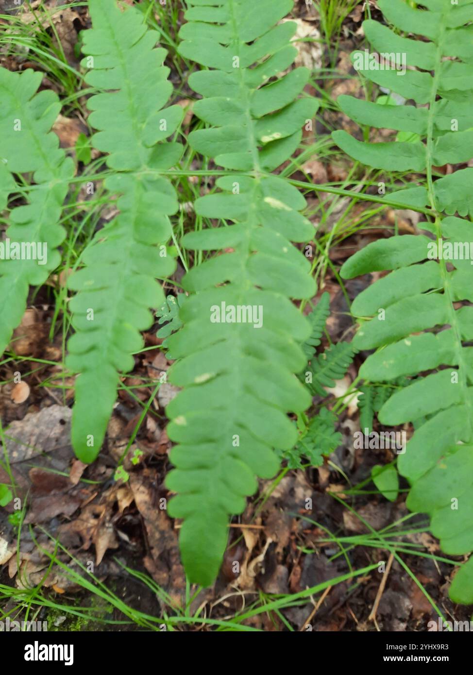 eagle fern (Pteridium aquilinum latiusculum Stock Photo - Alamy
