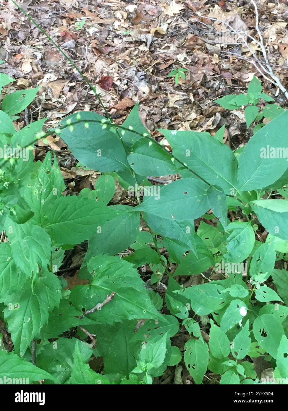 American jumpseed (Persicaria virginiana Stock Photo - Alamy