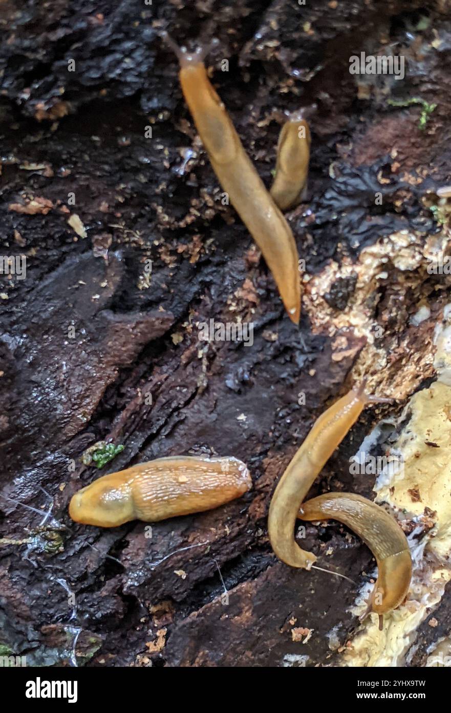 Western Dusky Slug (Arion subfuscus Stock Photo - Alamy