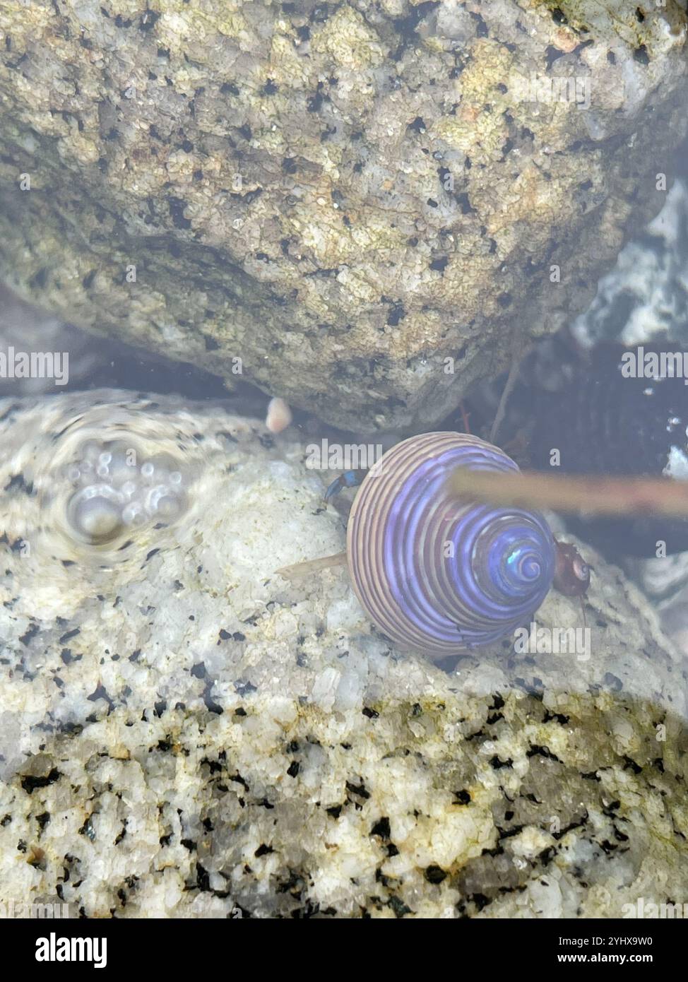 Blue ringed top snail hi-res stock photography and images - Alamy