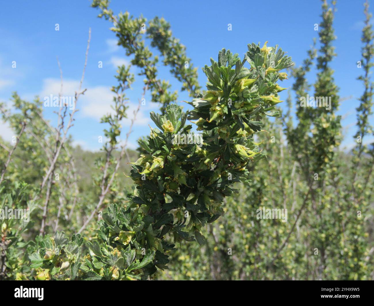 Antelope Bitterbrush (Purshia tridentata Stock Photo - Alamy