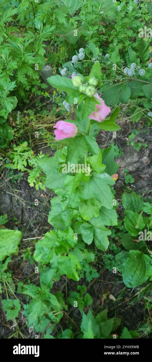 Eastern Tree-mallow (Malva thuringiaca Stock Photo - Alamy