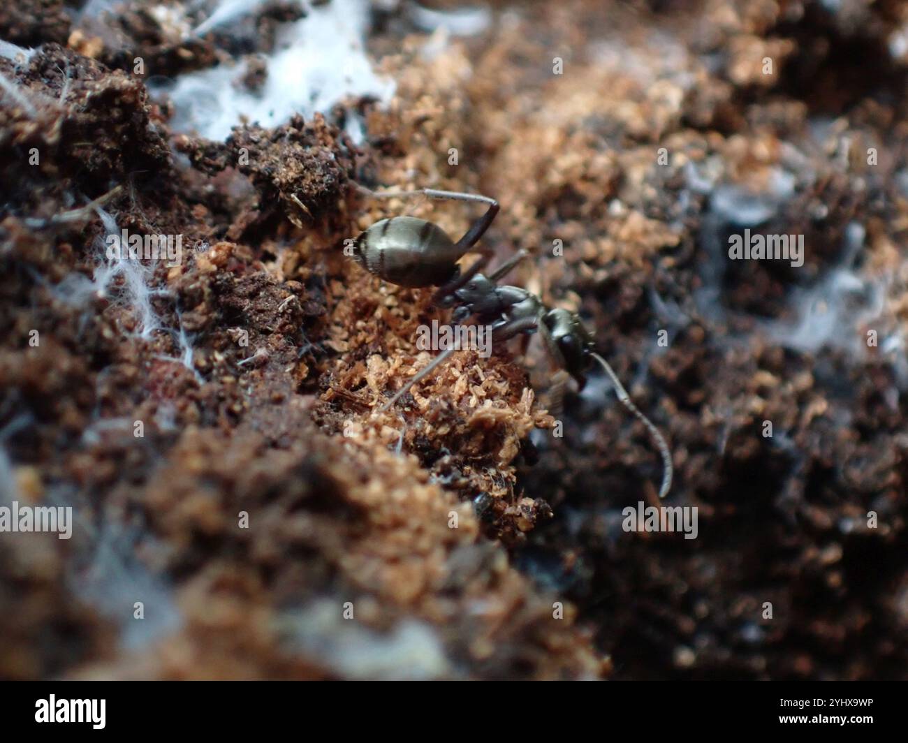 fusca-group Field Ants and Allies (Formica fusca Stock Photo - Alamy